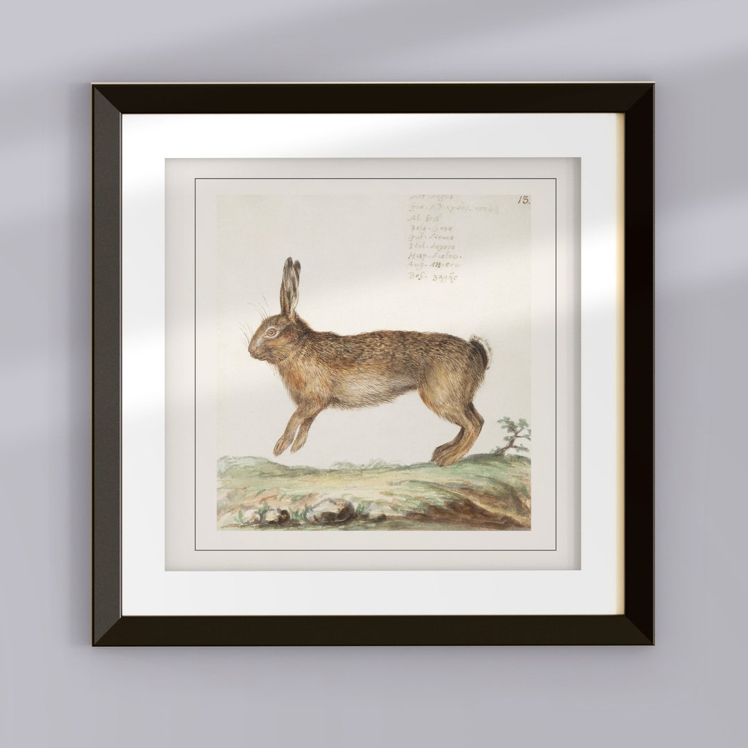 Vintage Square Spring Hare Watercolor Illustration Reproduction ...