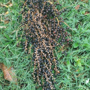 Fresh Mexican Fan Palm Tree Seeds 150ct Washingtonia Robusta - Etsy