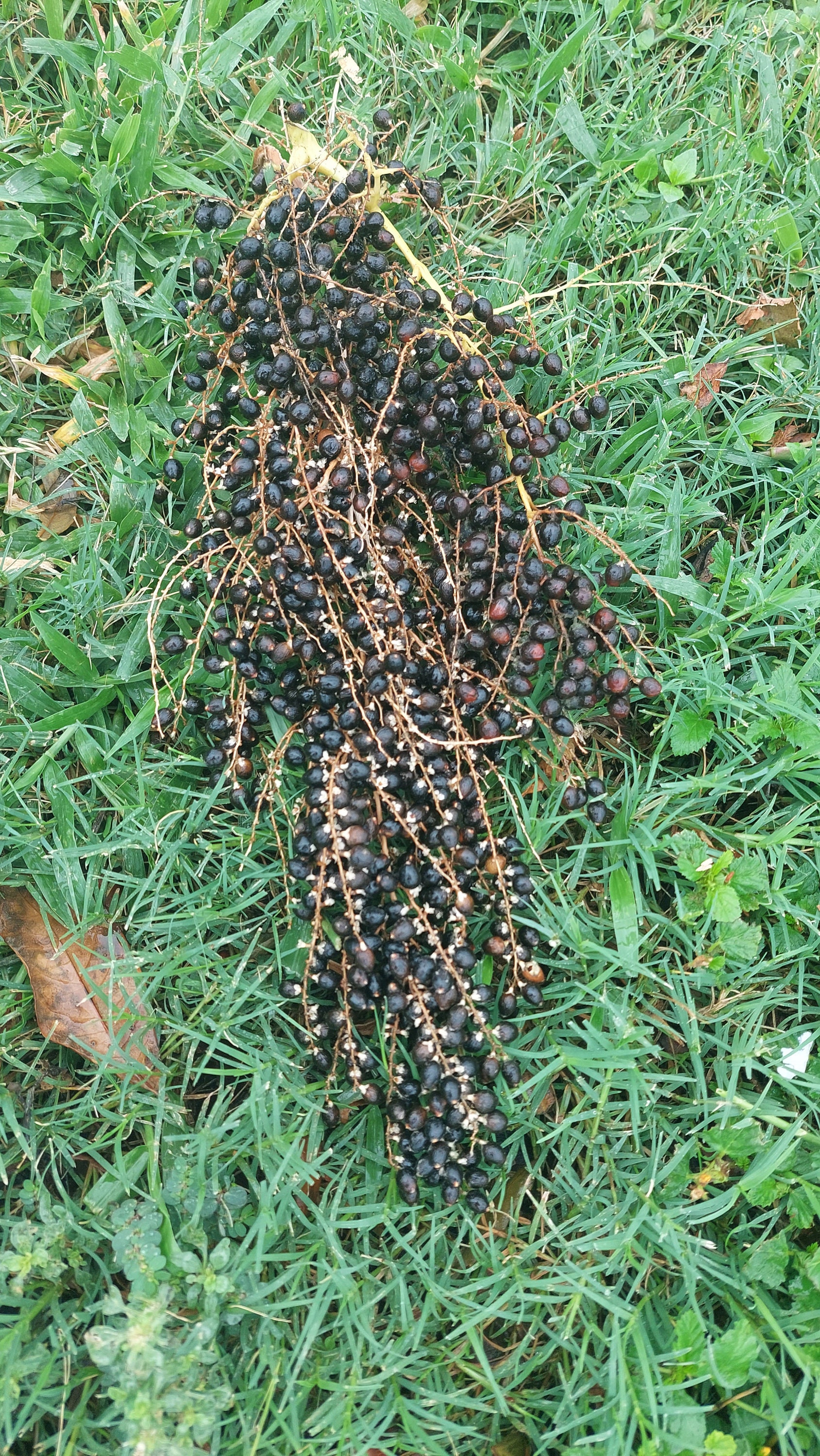 Fresh Mexican Fan Palm Tree Seeds 150ct Washingtonia Robusta - Etsy