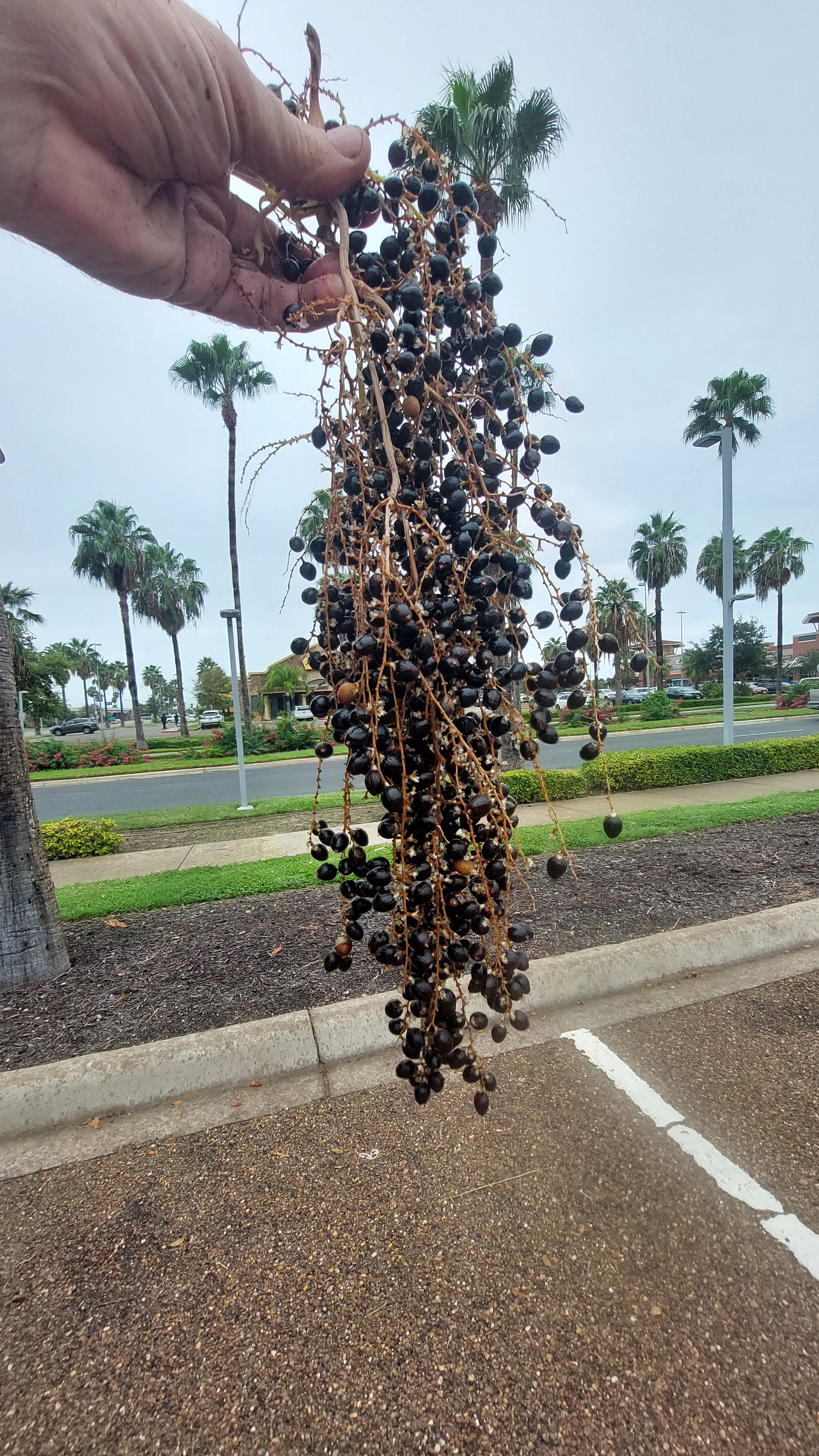 Fresh Mexican Fan Palm Tree Seeds 150ct Washingtonia Robusta - Etsy