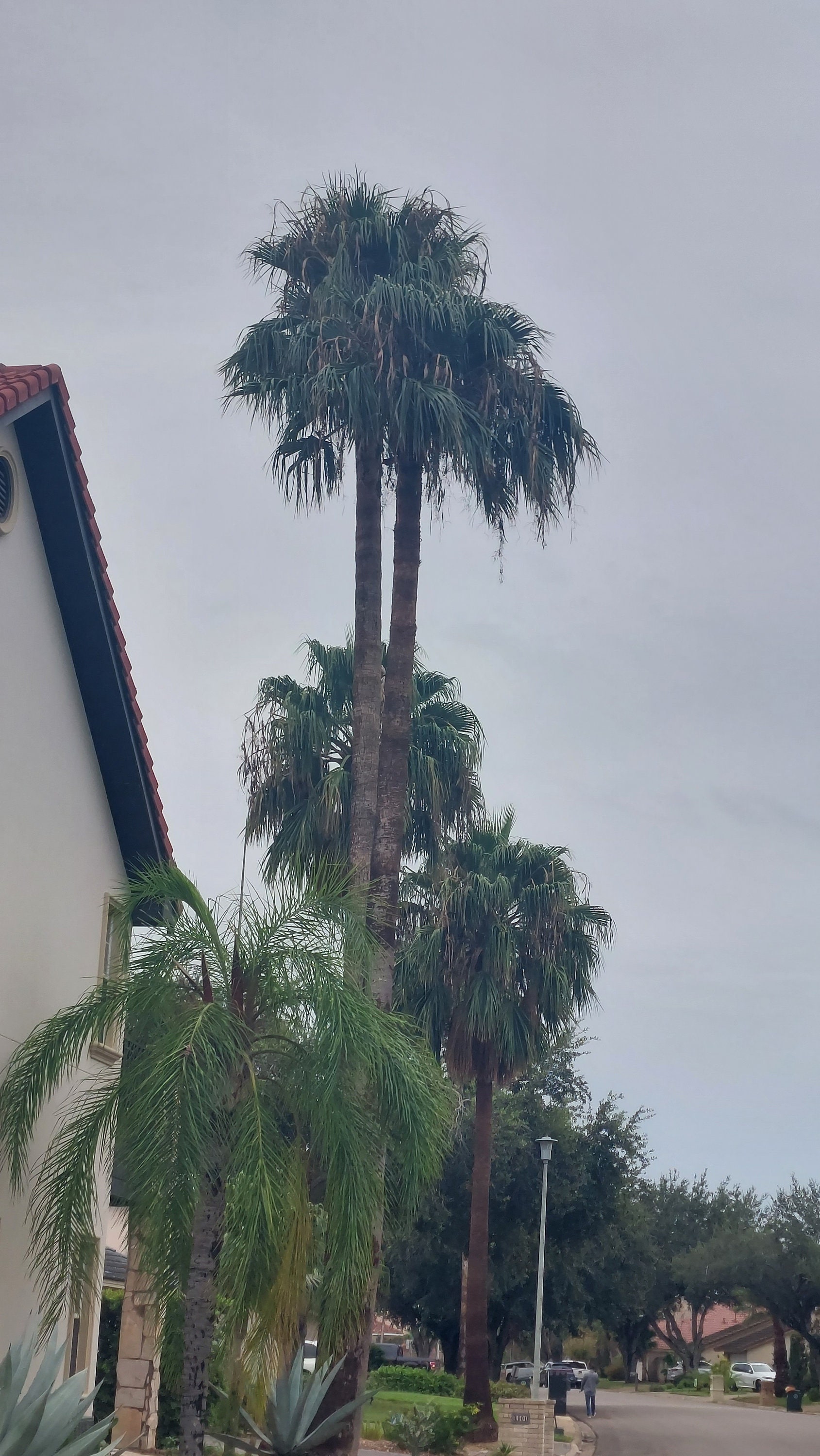 Fresh Mexican Fan Palm Tree Seeds 150ct Washingtonia Robusta - Etsy