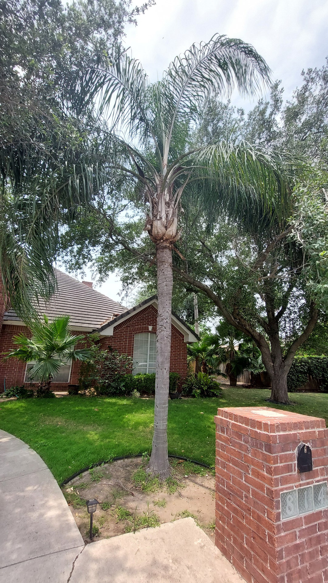 Queen Palm Seeds - Etsy