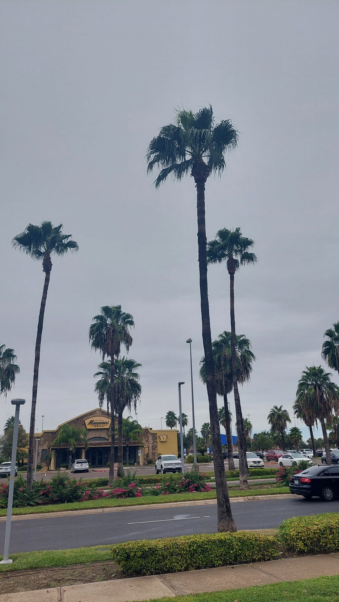 Fresh Mexican Fan Palm Tree Seeds 150ct Washingtonia Robusta - Etsy