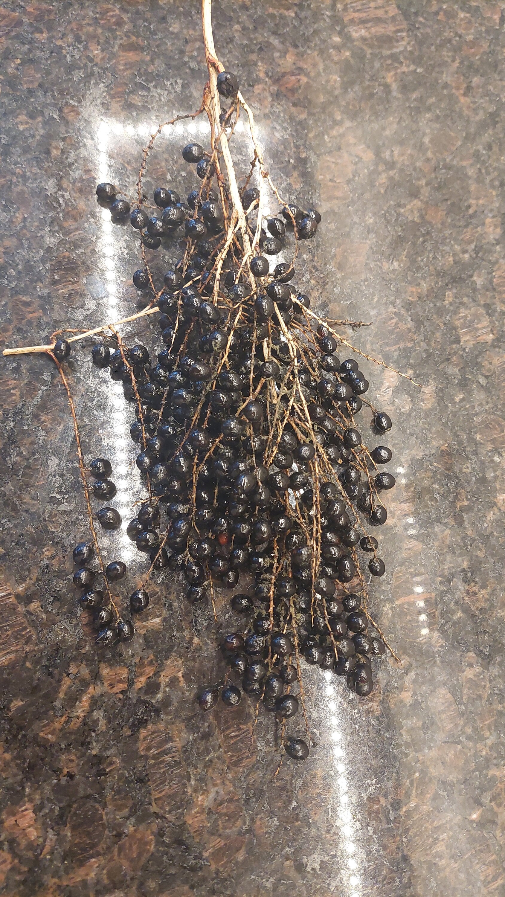 Fresh Mexican Fan Palm Tree Seeds 150ct Washingtonia Robusta - Etsy