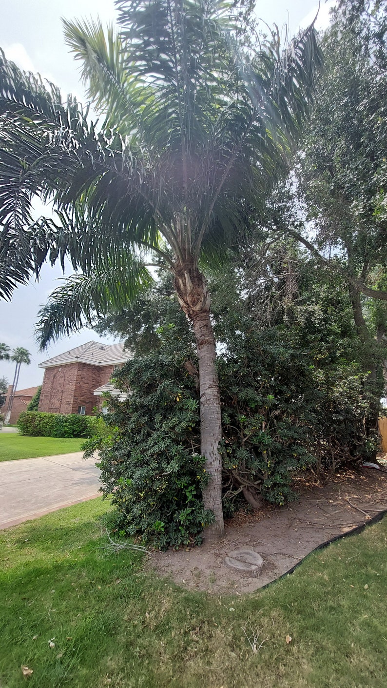 Queen Palm Seeds - Etsy