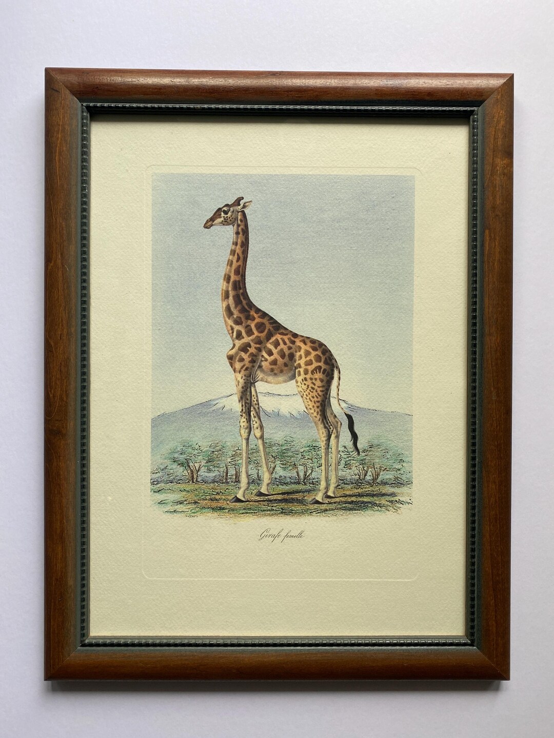 Vintage Framed Print Etching “girafe Femelle” Georges Frederic Cuvier ...