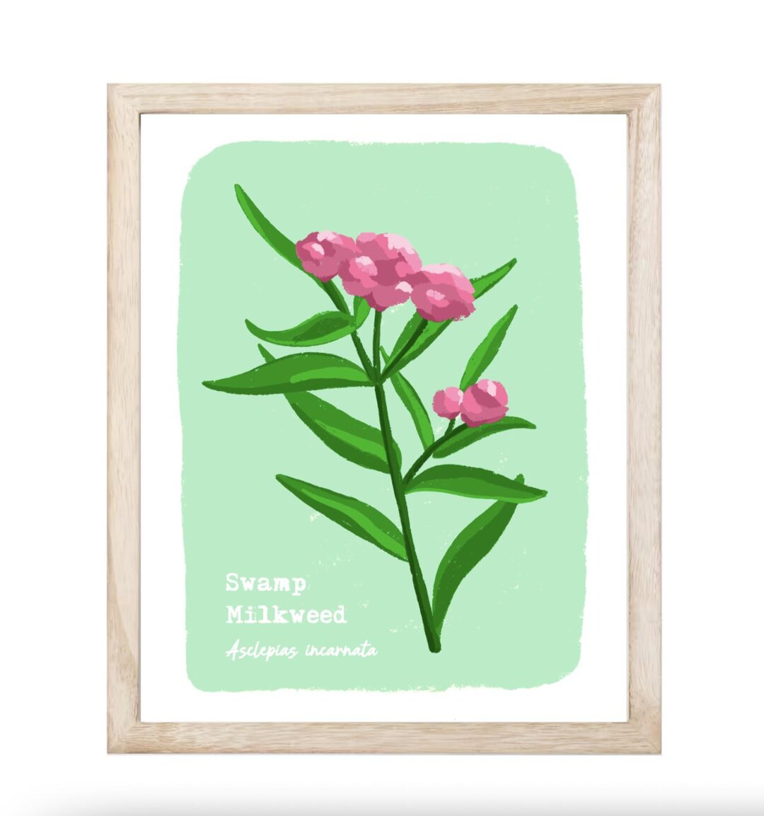Swamp Milkweed Native Plant Cute Art Drawing Print DIGITAL DOWNLOAD - Etsy