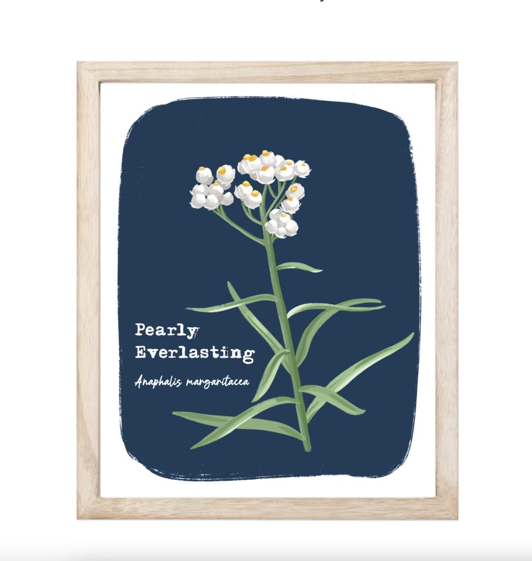 Pearly Everlasting Native Plant Print DIGITAL DOWNLOAD - Etsy