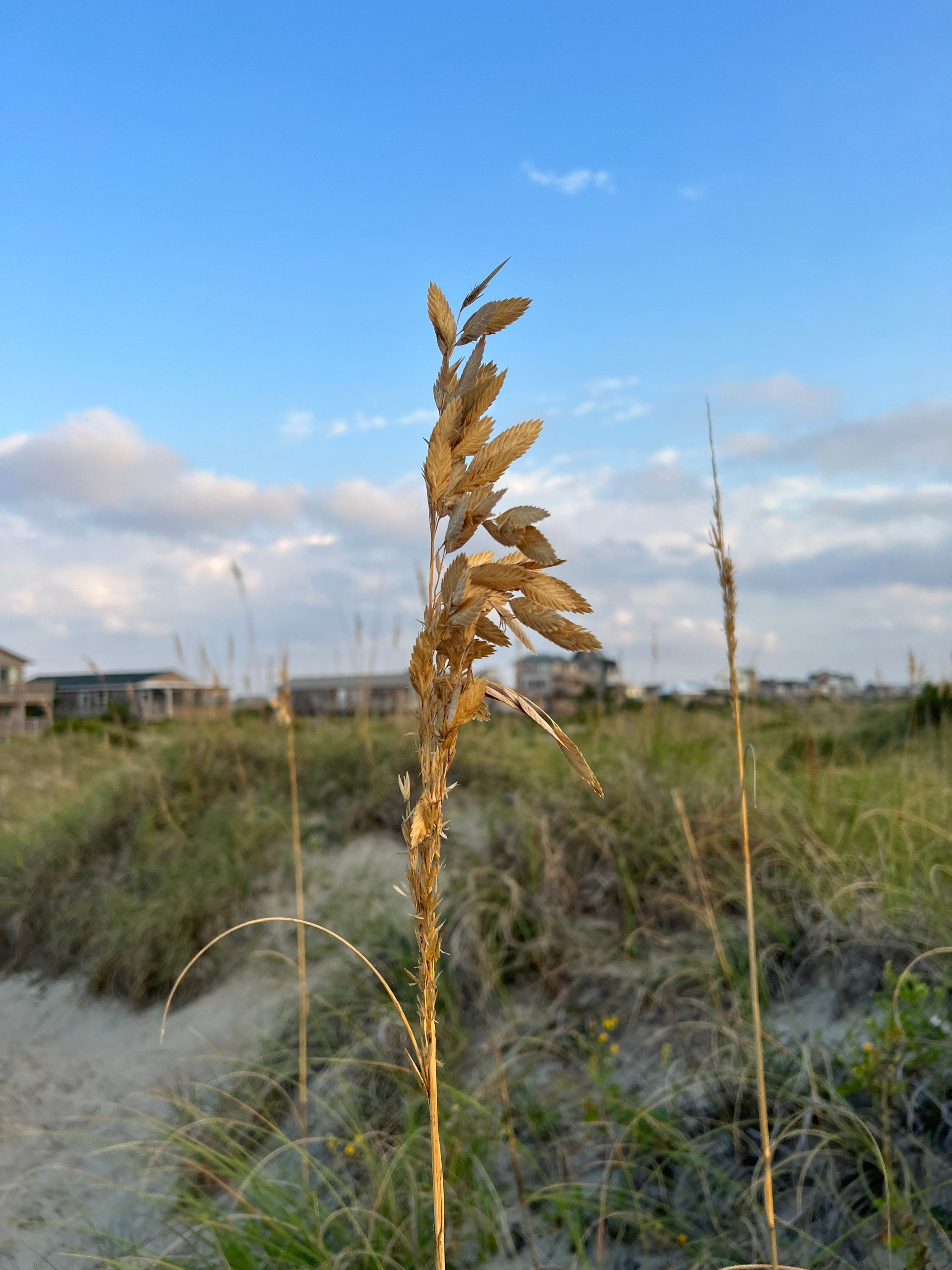 Sea Oats Block Print - Etsy