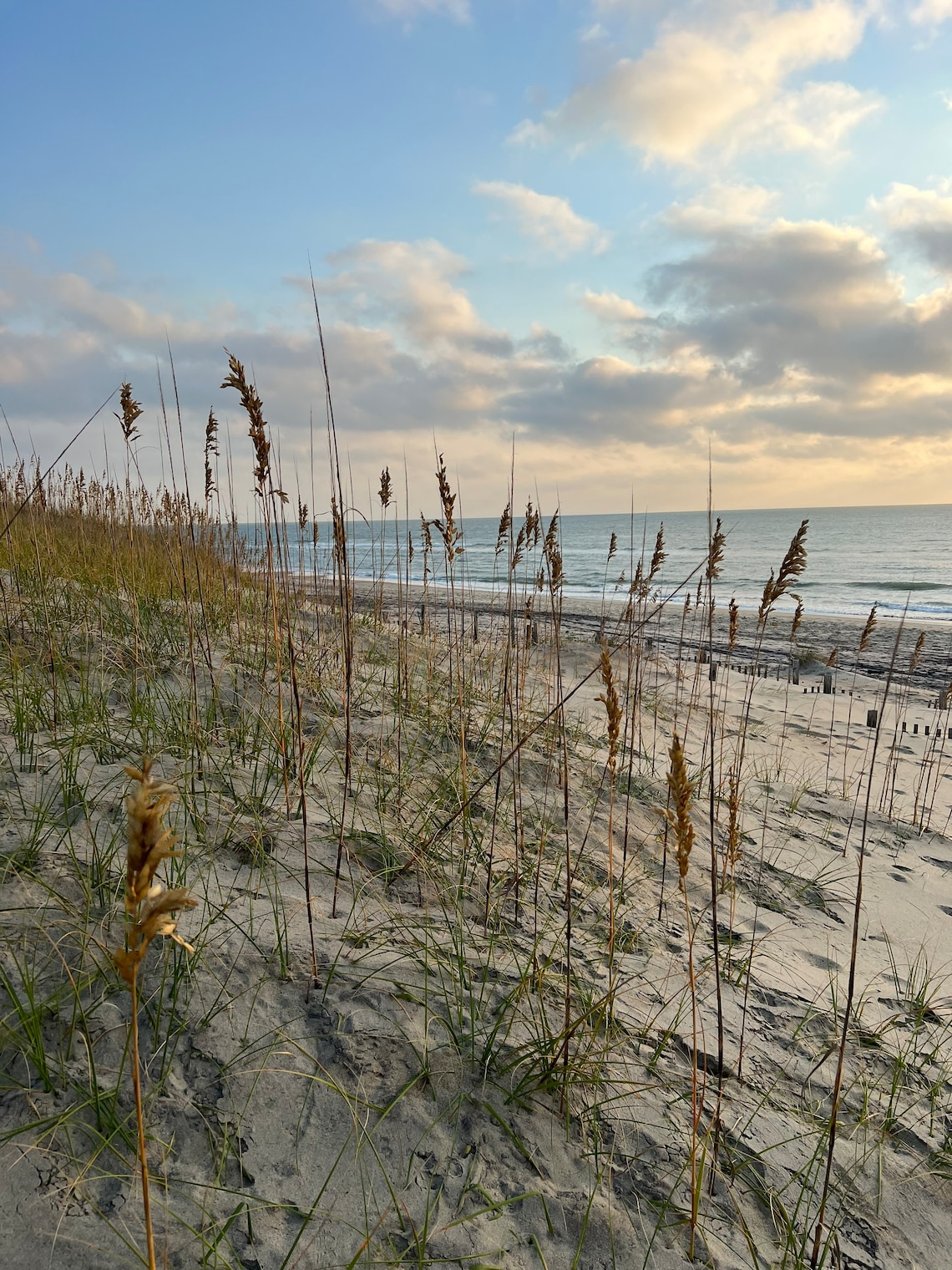 Sea Oats Block Print - Etsy