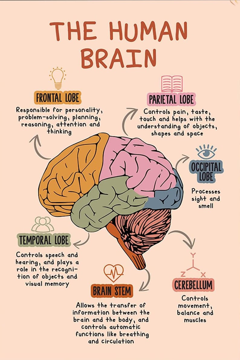 The Human Brain Poster Mental Health Poster for Classroom - Etsy Australia