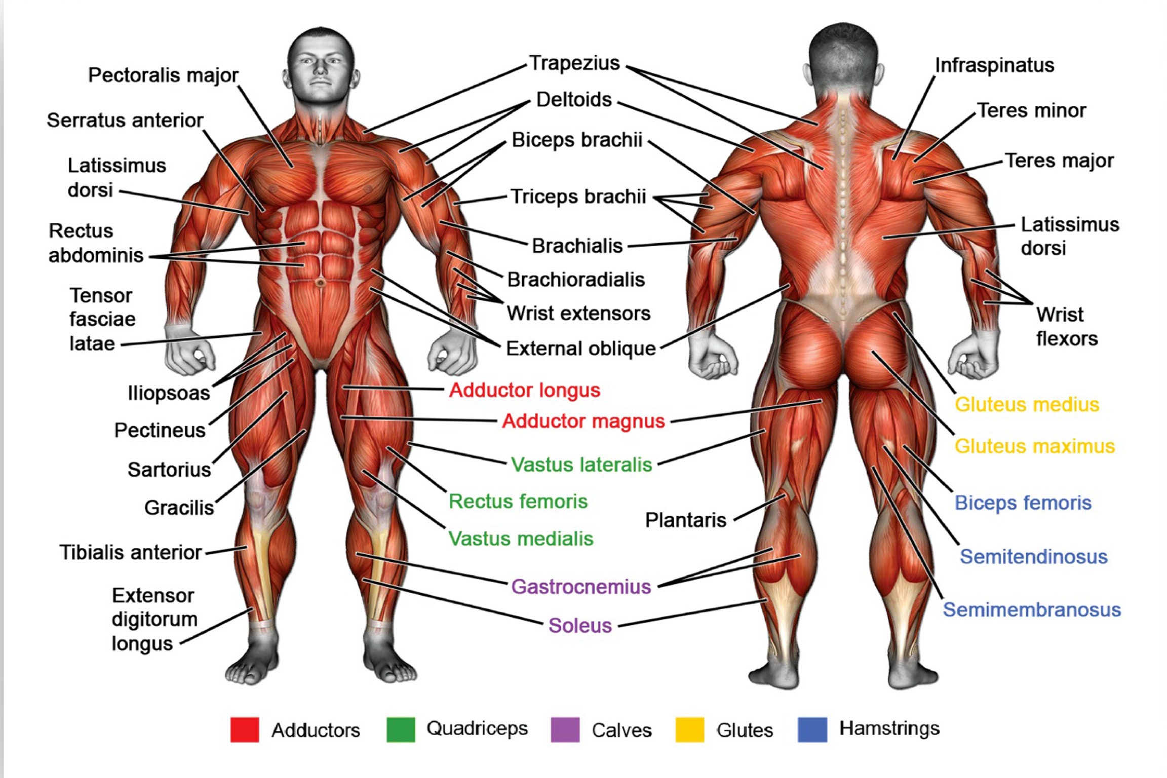 Human Anatomy Muscles of the Body Poster, Muscle Anatomy Chart, Medical Office Decor, Gift for ...