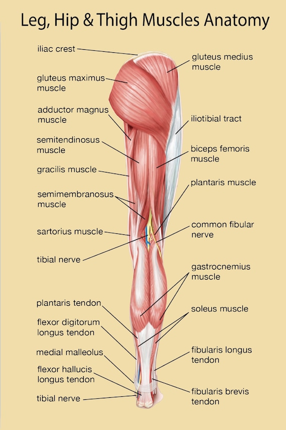 Human Thigh Anatomy