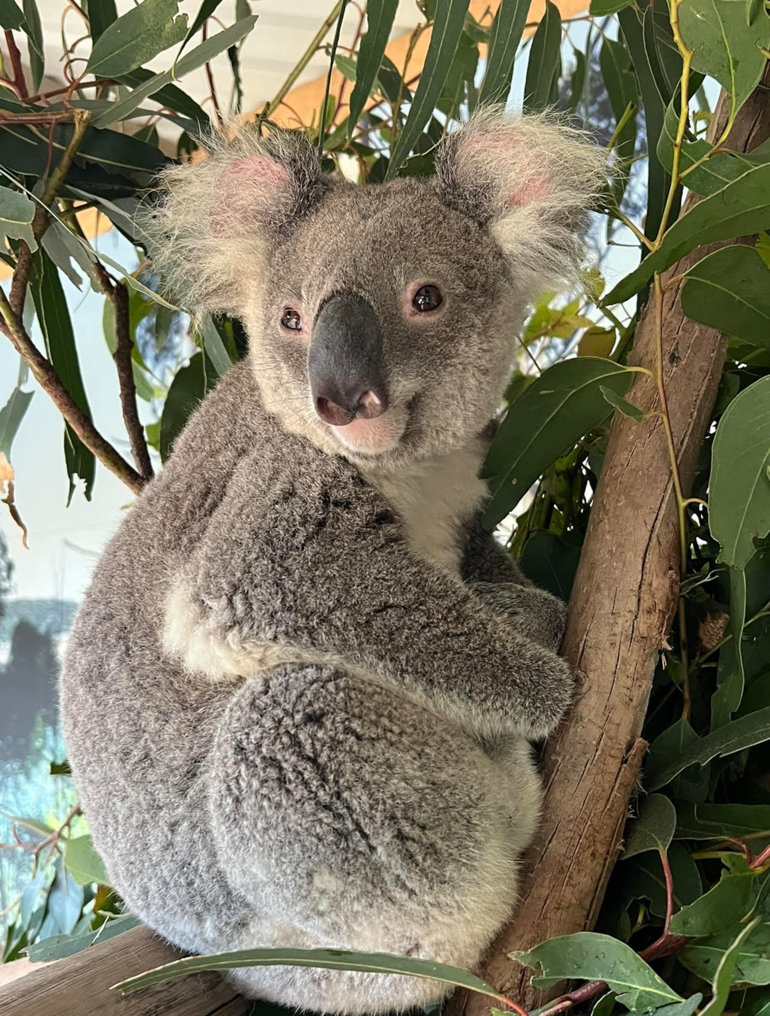 Koala Australian Marsupial - Etsy