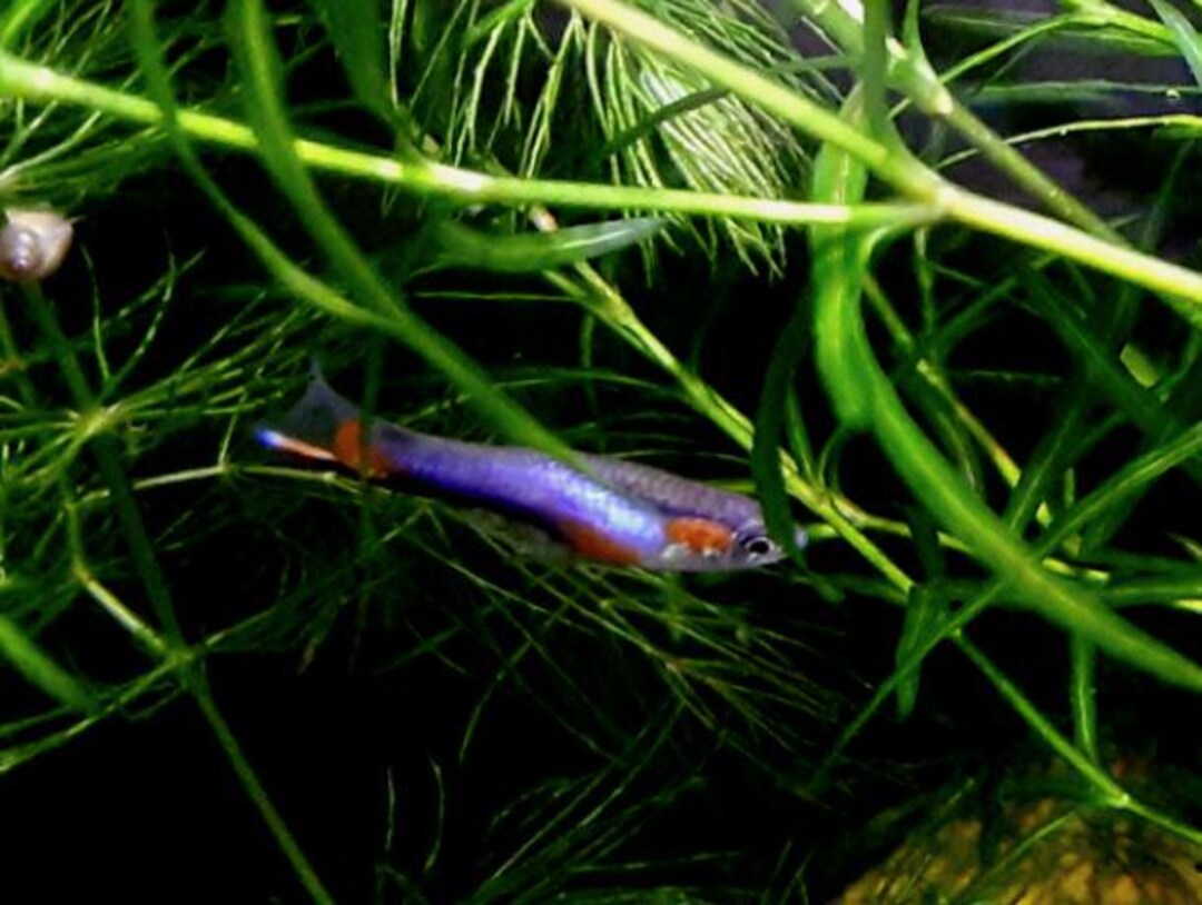 Blue Star Endlers 4 Pairs 3 Pair 1 Free Pair - Etsy