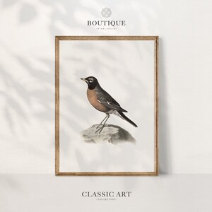 American Robin Drawing, Neutral Bird Illustration Print, Farmhouse Wall ...