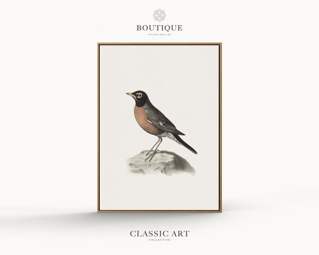 American Robin Drawing, Neutral Bird Illustration Print, Farmhouse Wall ...
