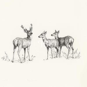 Minimalist White Tailed Deer Sketch | Nature Art Print for Farmhouse ...