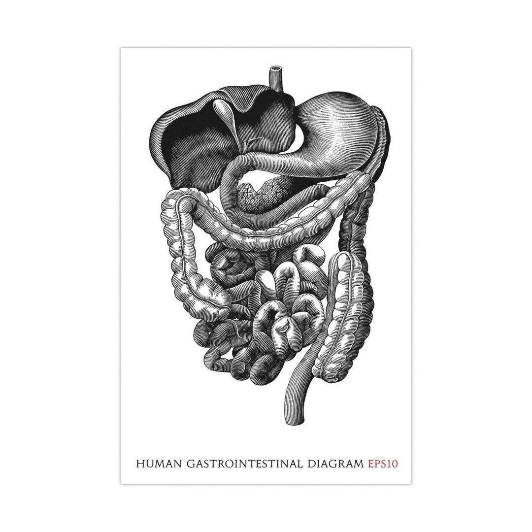 Human Digestive System - Etsy
