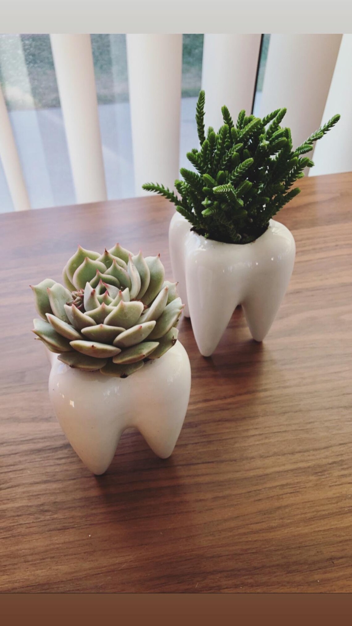 Tooth Planter, Ceramic Teeth Pot, Pen Brush Holder, White Succulent ...
