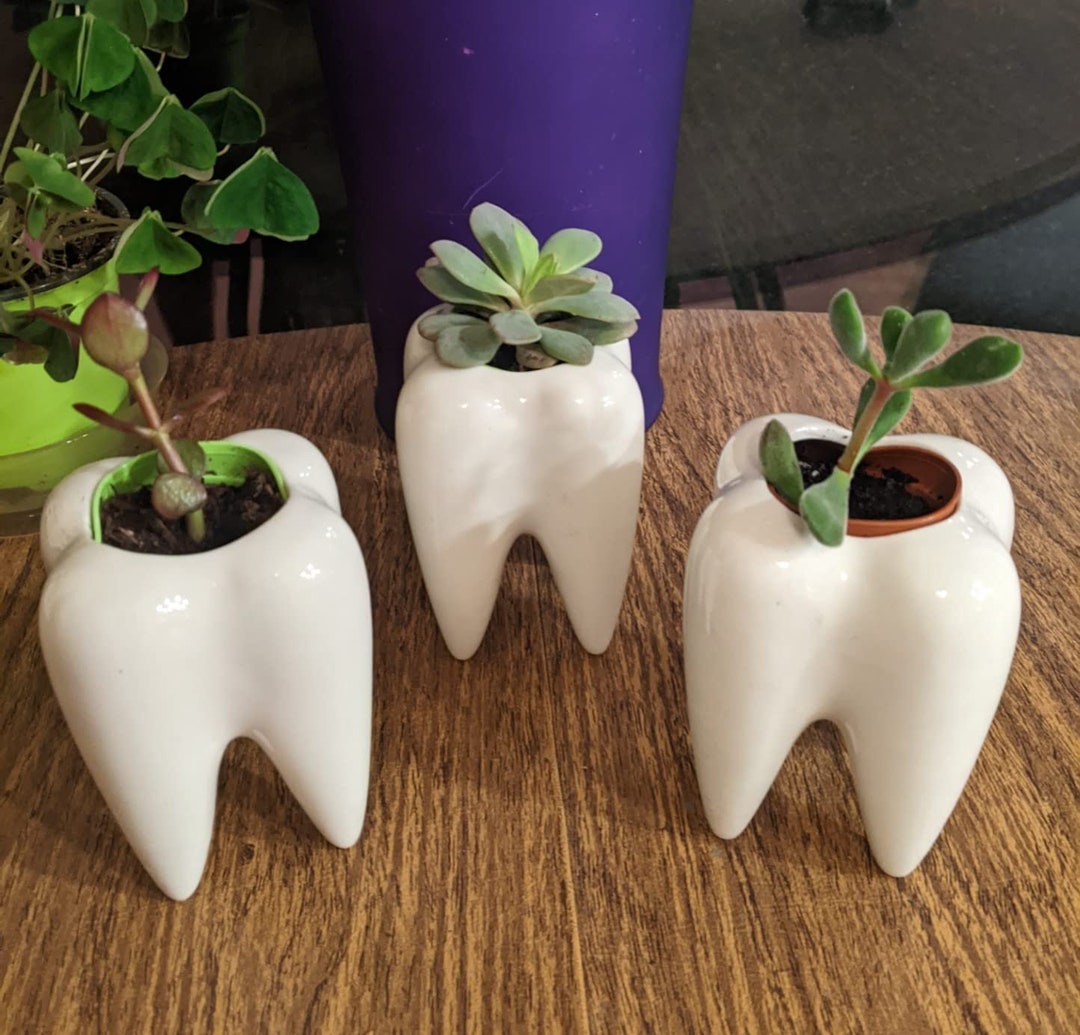 Tooth Shape Plant Pot, Cute Teeth Planter, Dentist Gift Ideas, Tooth ...