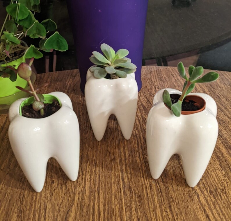 Tooth Planter, Ceramic Teeth Pot, Pen Brush Holder, White Succulent ...