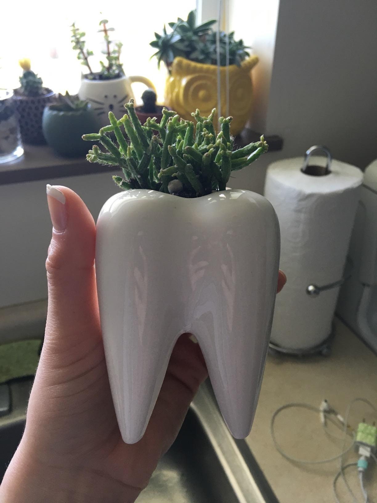 Tooth Planter, Ceramic Teeth Pot, Pen Brush Holder, White Succulent ...