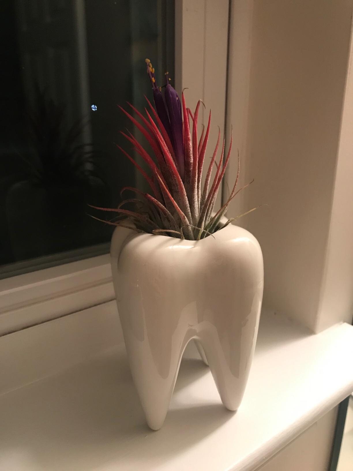 Tooth Planter, Ceramic Teeth Pot, Pen Brush Holder, White Succulent ...