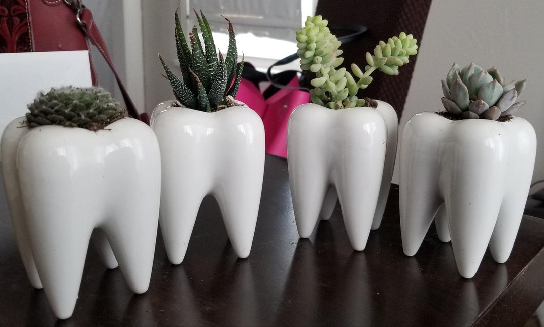 Tooth Planter, Ceramic Teeth Pot, Pen Brush Holder, White Succulent ...
