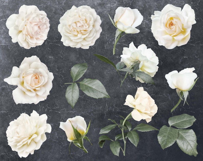 White Roses Clipart | Bouquets of Roses Clip Art | Floral Arrangements ...