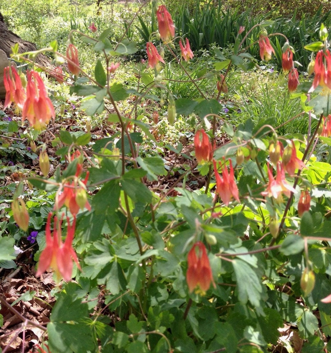 3 Eastern Red Columbine (aquilegia Canadensis) in 2.5" Pots! US Native ...