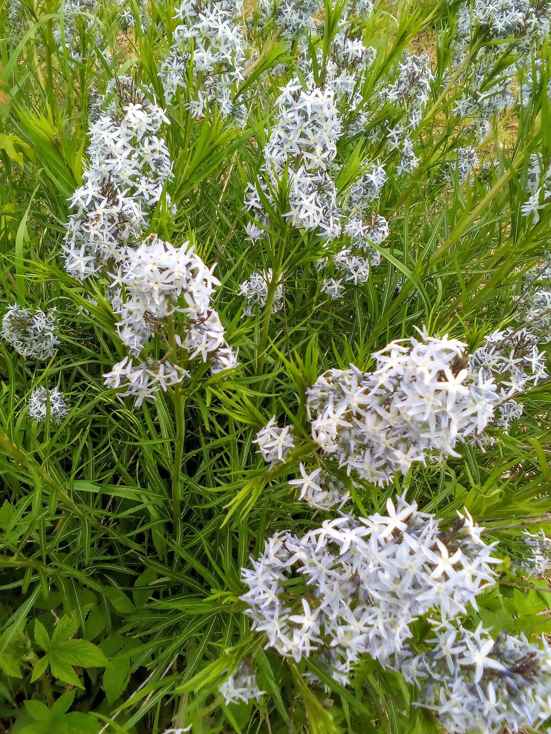 3 Threadleaf Bluestars in 2.5" Pots (aka Arkansas Bluestar) Amsonia ...