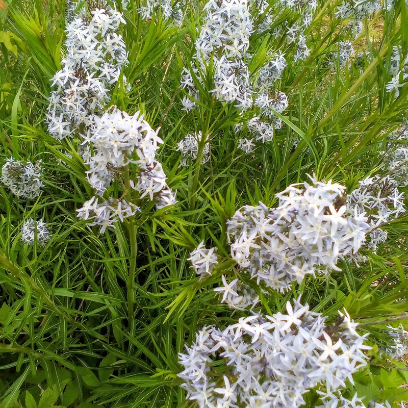 Swallowtail Plant - Etsy