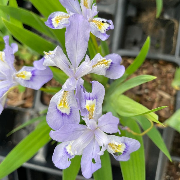 Dwarf Iris - Etsy