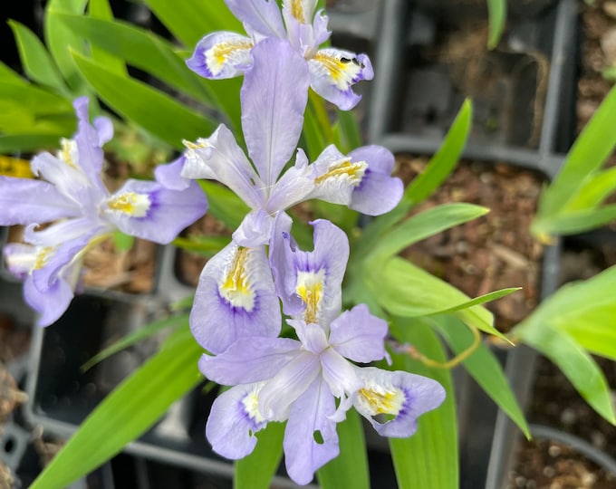 3 Dwarf Crested Blue Iris (iris Cristata), Beautiful Spreading Woodland ...