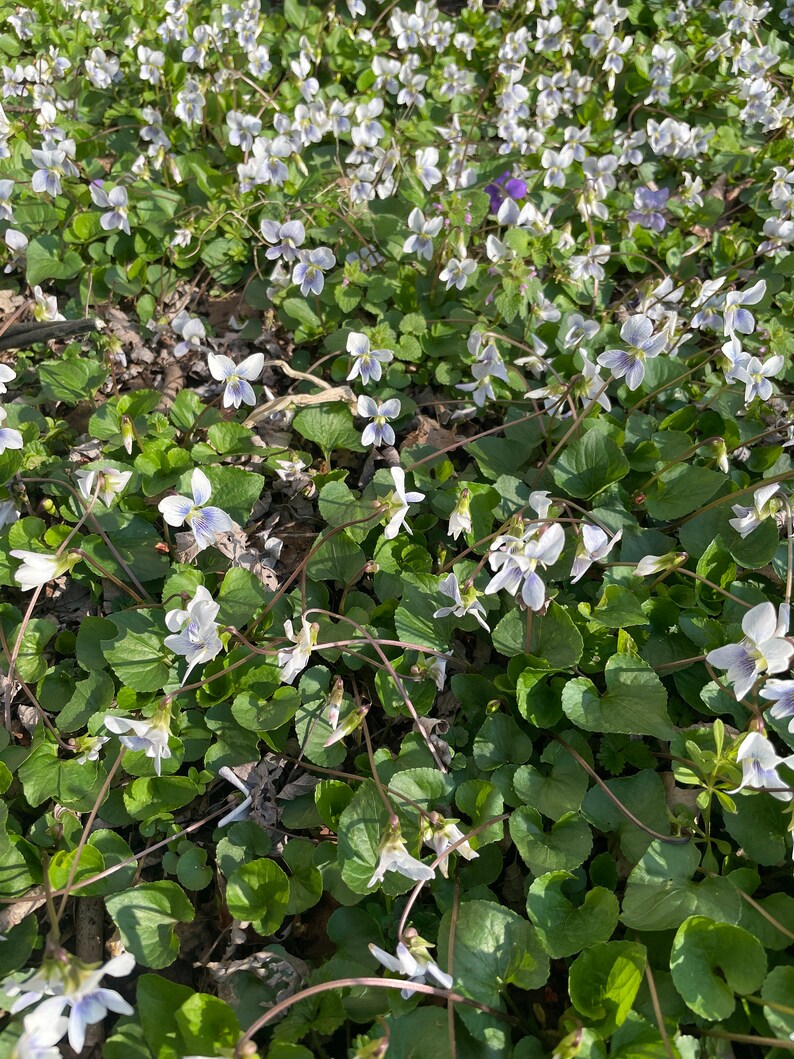 3 Potted Confederate Violets (viola Sororia F. Priceana) !! US Native ...