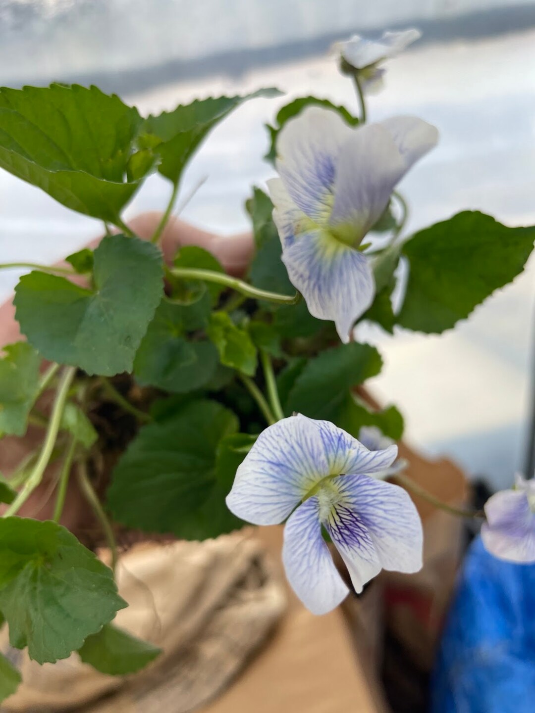 3 Potted Confederate Violets (viola Sororia F. Priceana) !! US Native ...