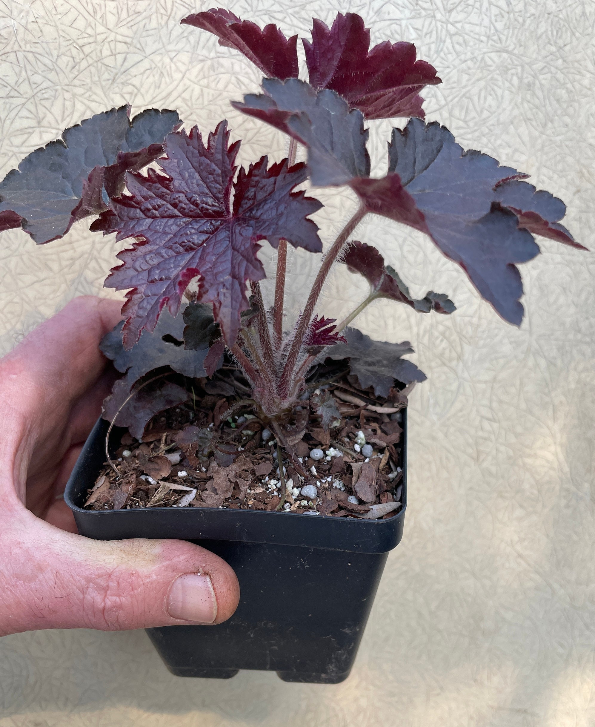 3 Dark-leaved Coralbells (heuchera Spp.) Plants in 3.5" Pots!! THE Best ...