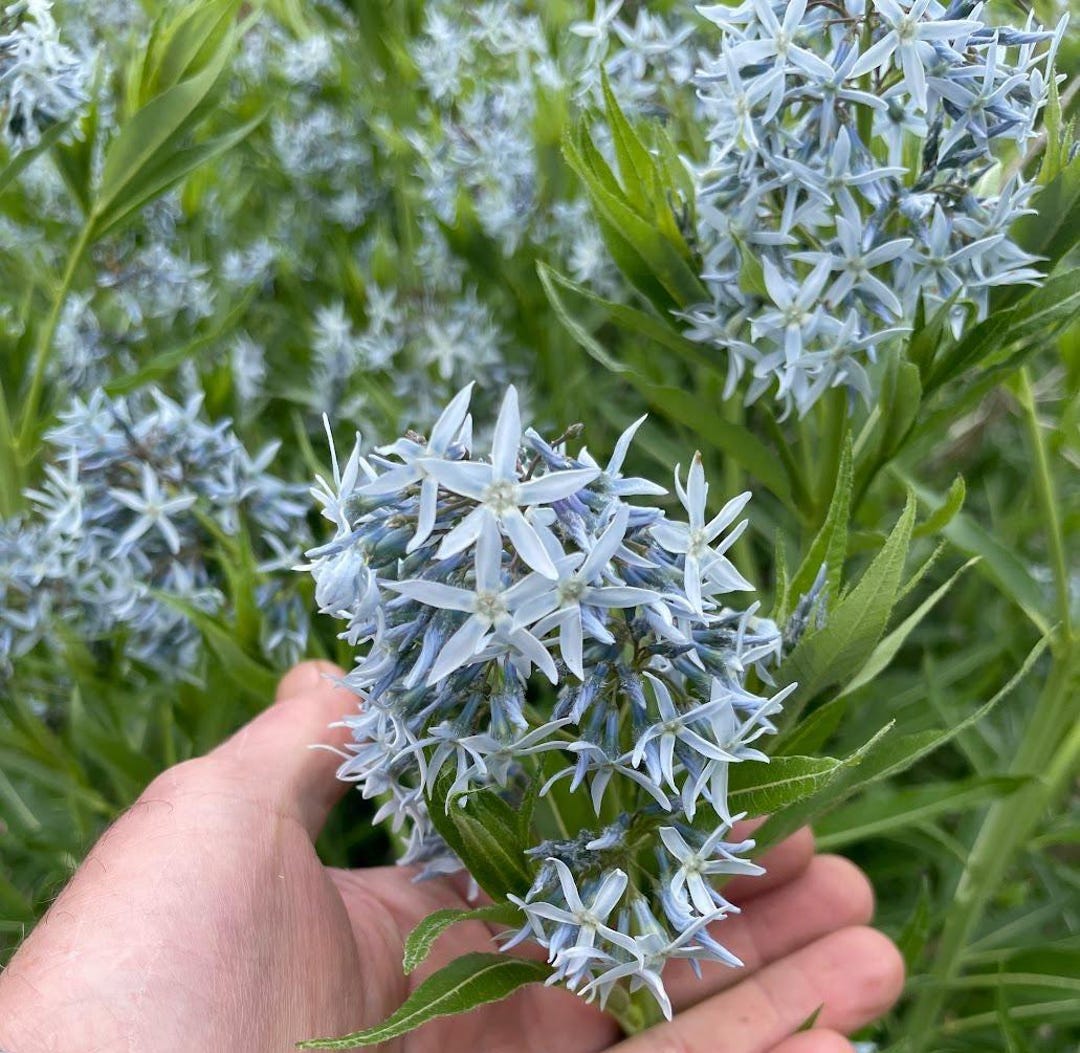 Beautiful and Rugged Eastern Bluestar (amsonia Tabernaemontana)!! Long ...