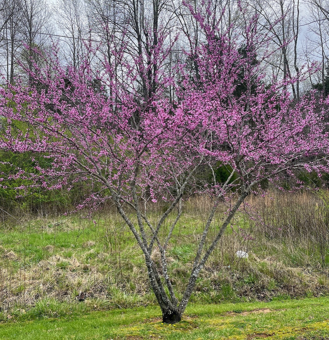 Eastern Redbud Tree 24-36” Seedling (cercis Canadensis) Early Blooming ...