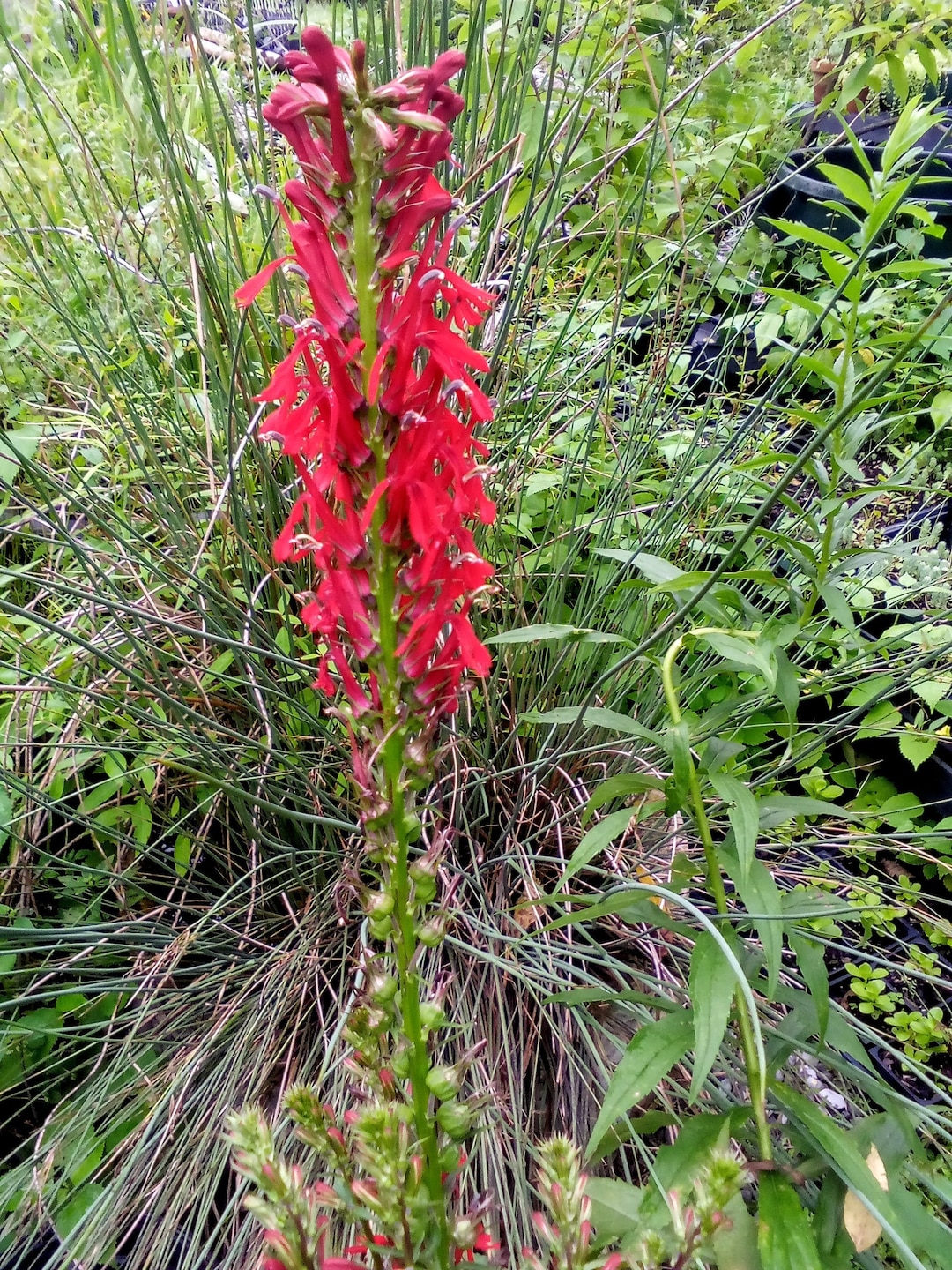 3 Screaming Red Cardinal Flowers (lobelia Cardinalis) in 2.5" Pots ...