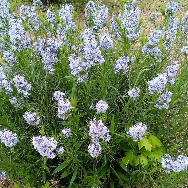 Swallowtail Plant Seeds - Etsy