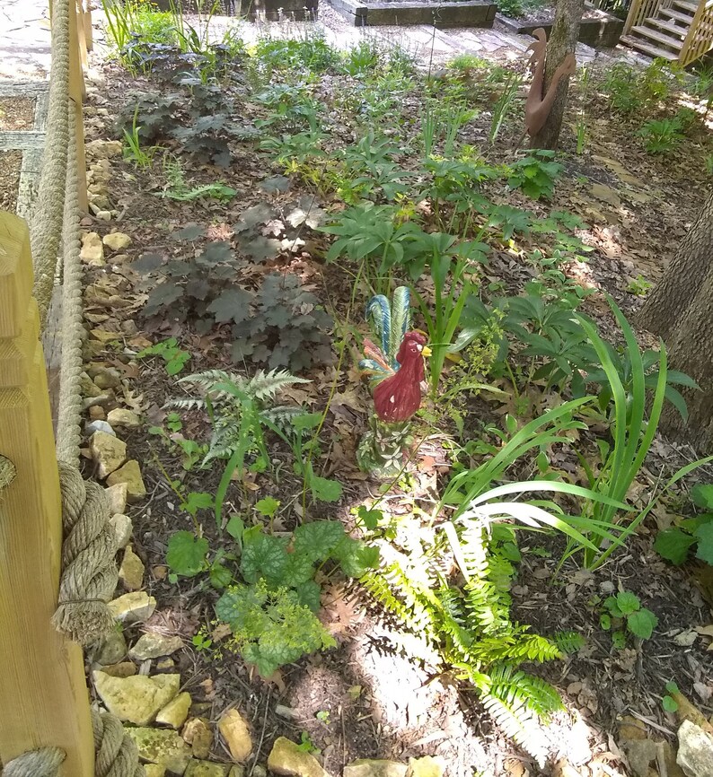 3 Dark-leaved Coralbells heuchera Spp. Plants in 3.5 Pots THE Best ...