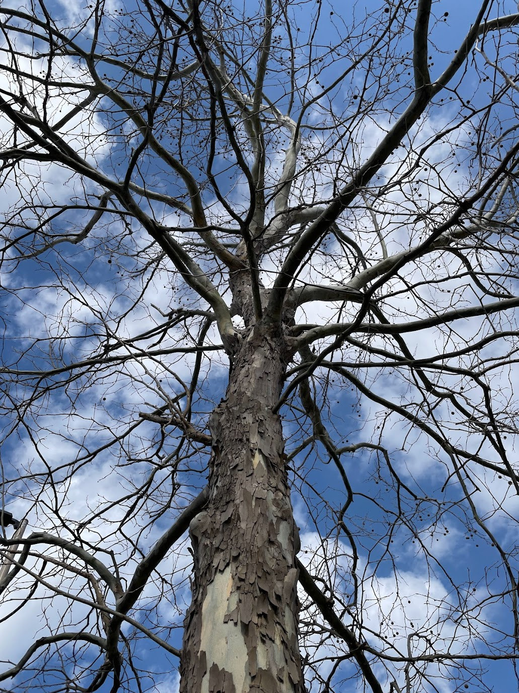 American Sycamore / Plane Tree 24-36 Bareroot Tree Seedling platanus ...