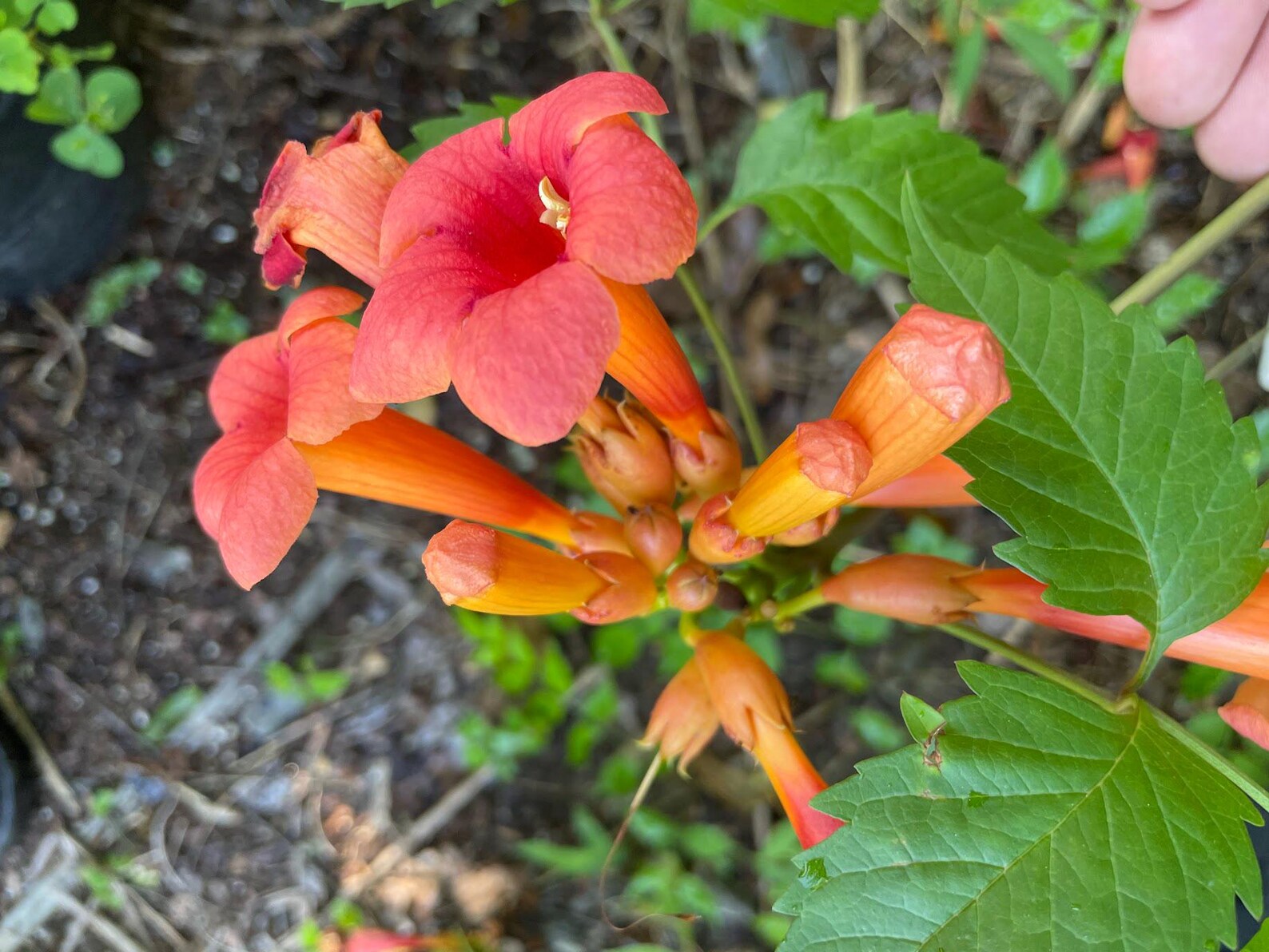 Hummingbird Vine / Trumpet Creeper (campsis Radicans)!! Grow This ...