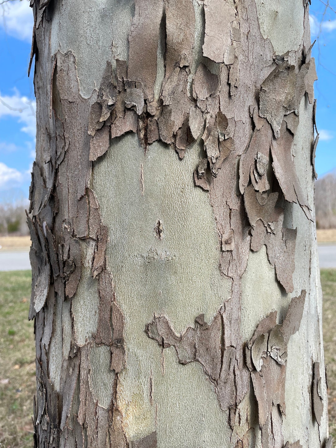 American Sycamore / Plane Tree 24-36 Bareroot Tree Seedling platanus ...