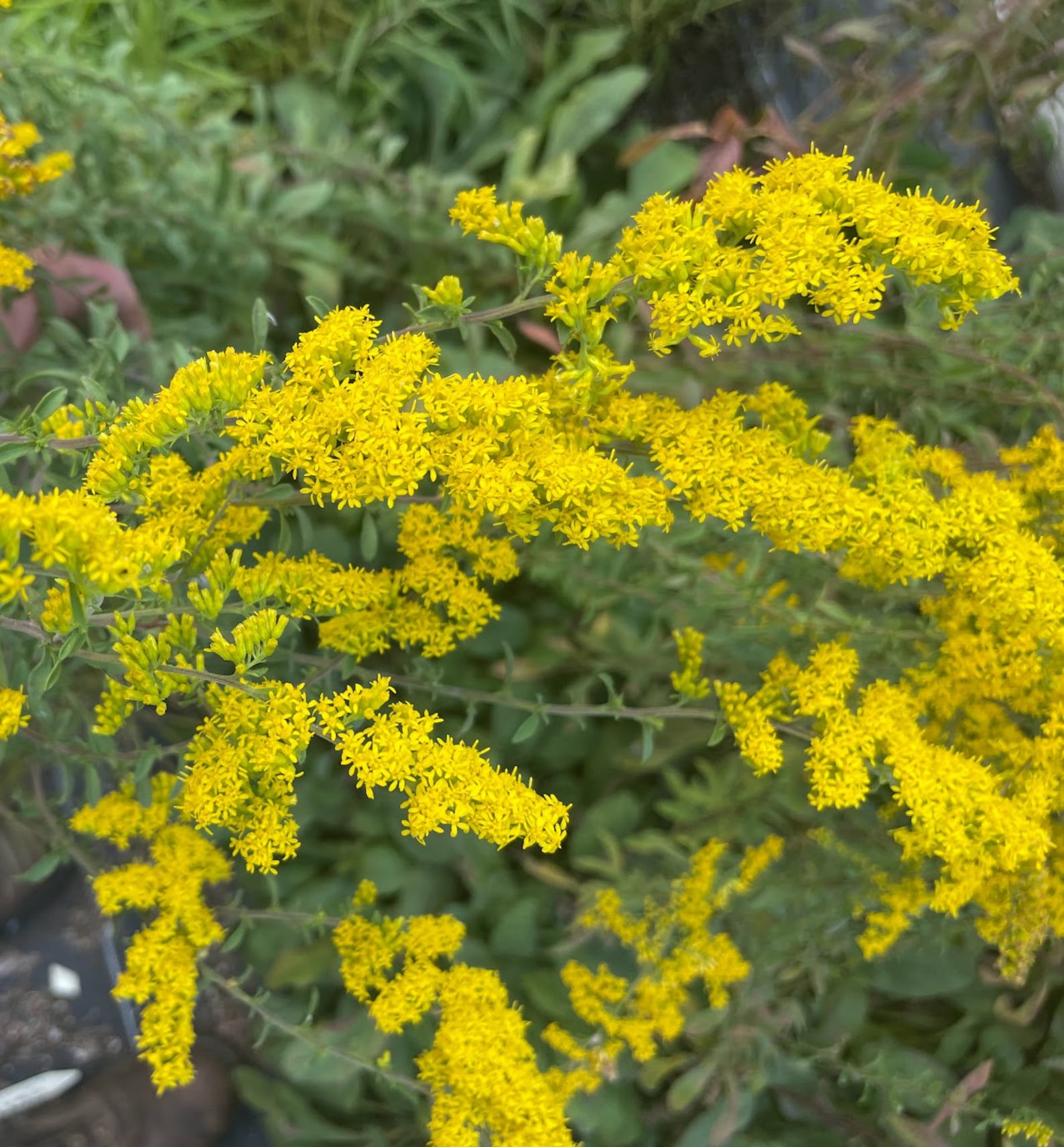 Sunny Goldenrod (solidago Spp.) US Native Plant & Keystone Species for ...