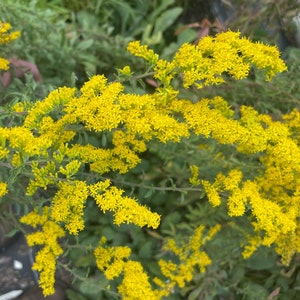 Sunny Goldenrod (solidago Spp.) US Native Plant & Keystone Species for ...
