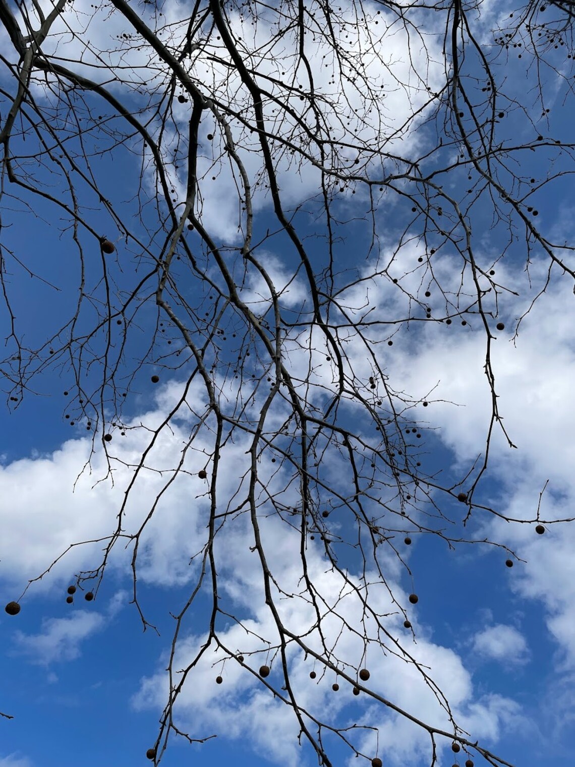 American Sycamore / Plane Tree 24-36 Bareroot Tree Seedling platanus ...