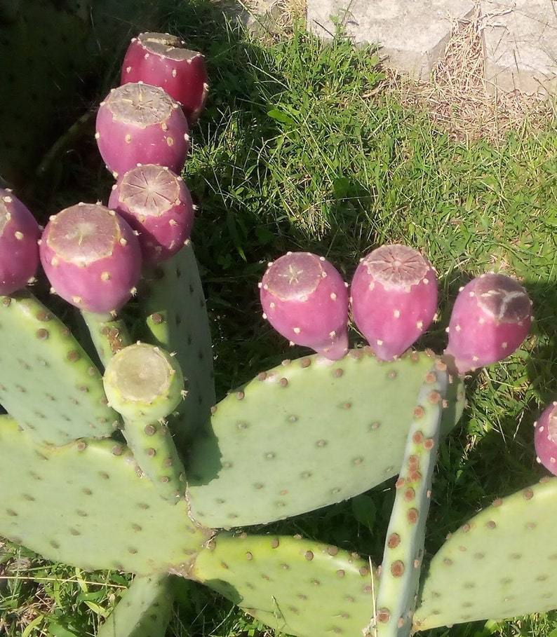 3 Spineless Prickly Pear Cactus Pads (opuntia Cacanapa 'ellisiana ...
